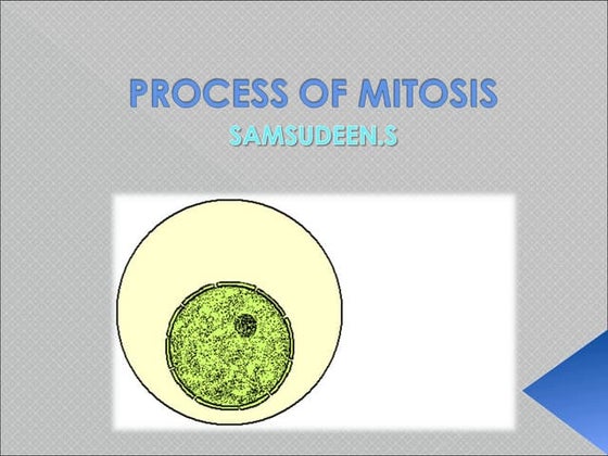 Mitosis | PPT