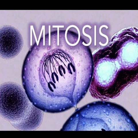 DIFFERENT PHASES OF MITOSIS-CELL DIVISION | PPTX