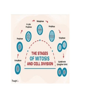 The stages of mitosis and cell division frim prophase to telophase | PPTX