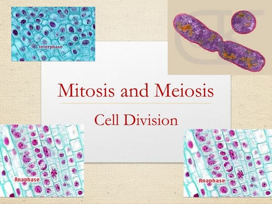 B2.7 mitosis and meiosis | PPT