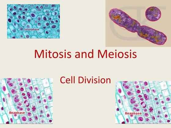 Cell Cycle Mitosis AQA GCSE Biology.pptx