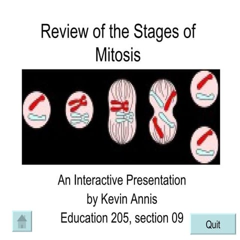 Mitosis Ppt | PPT