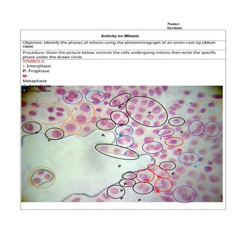 Mitosis Activigffffffffffffffffffgfgfty_Benson_II-20.docx