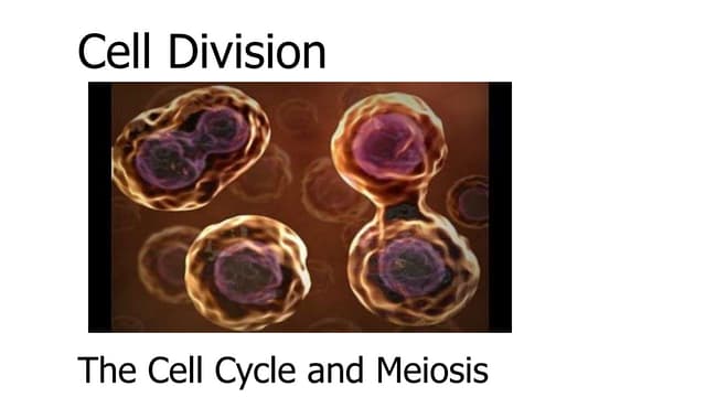 Mitosis Pptx Biological Sciences Science