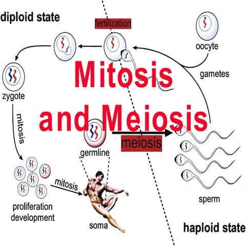 Cell cycle and mitosis | PPTX