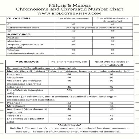 Mitosis and Meiosis Chromosome Number Chart in Different Stages | PDF