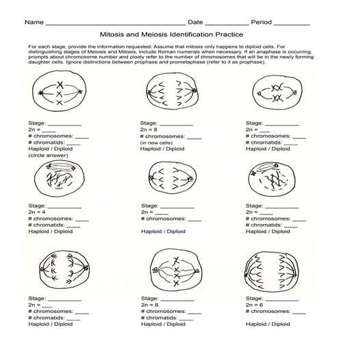 Mitosis and Meiosis Identification Practice.pdf | Genetics | Science