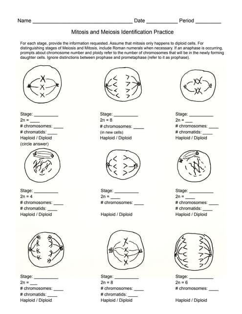 Meiosis WW - Student.pdf