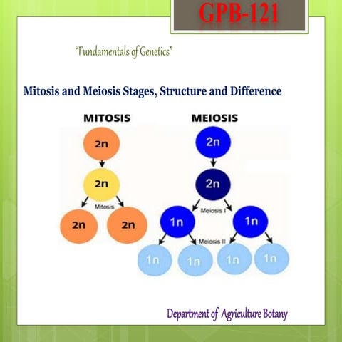 Mitosis and Meiosis Stages, Structure and Difference.pptx