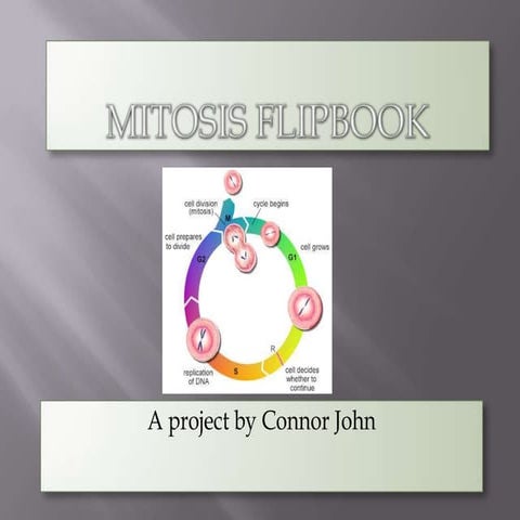 Mitosis Flipbook | PPTX