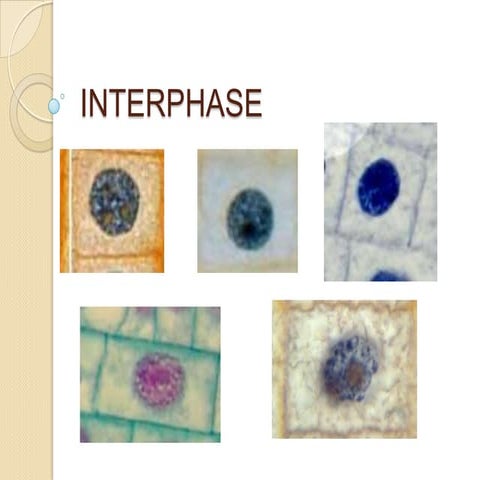 Mitosis Onion Root Tip Interphase