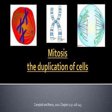 Mitosis powerpoint | PPTX | Biological Sciences | Science
