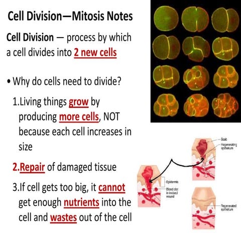 mitosis powerpoint.pptx