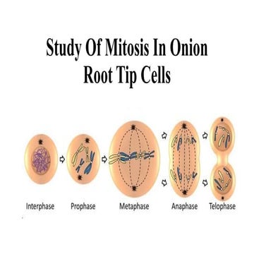 mitosis practical of bio engineering field | PPTX