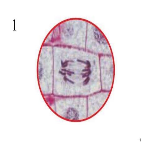 Mitosis review | PPT