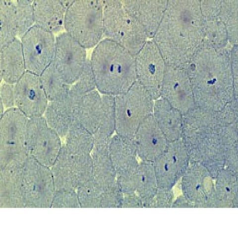 Mitosis Slides | PPT
