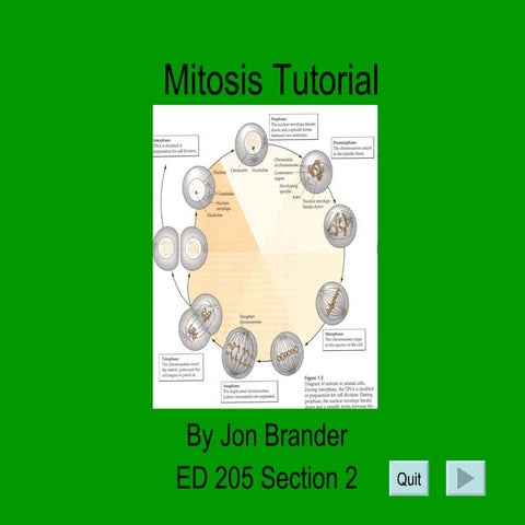 Mitosis powerpoint | PPTX