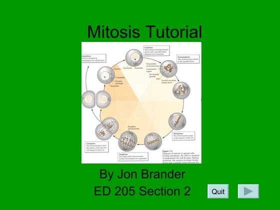 Mitosis | PPT