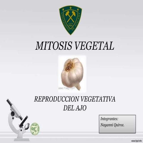 Mitosis vegetal | PPTX