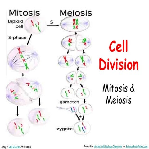 mitosis and meiosis (1).pptx