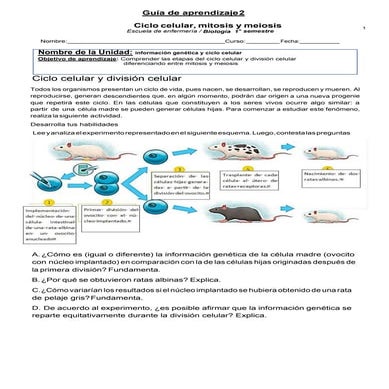 Hoja De Trabajo Con Resumen De Mitosis Y Meiosis Diagrama De Mitosis Y