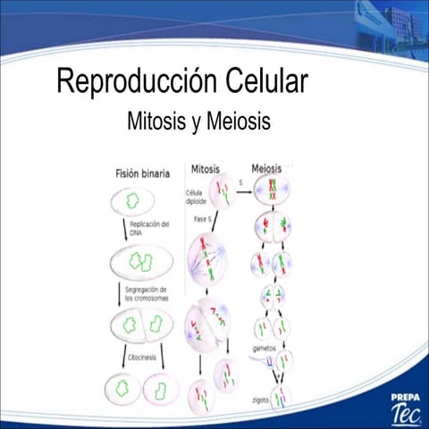Comprehensive Overview of Cellular Reproduction: Mitosis and Meiosis ...