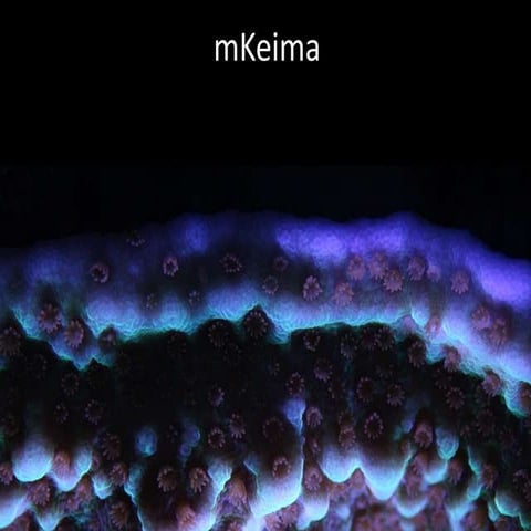 mKeima description | PPTX