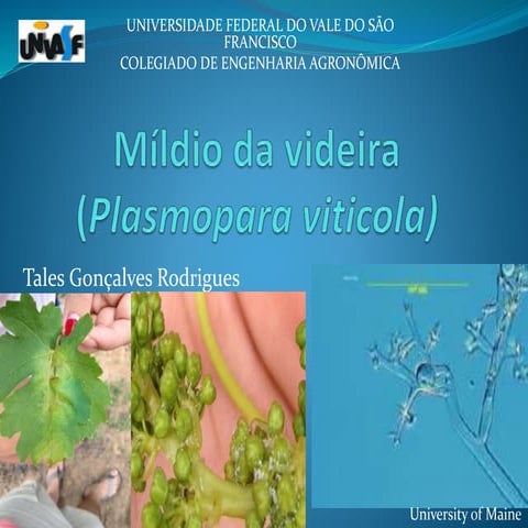 Míldio da videira (Plasmopara viticola) | PPTX