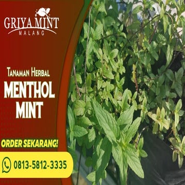 SIAP ANTAR, WA 0813-5812-3335, Outlet Tanaman Mentholmint Siap Antar | PPT