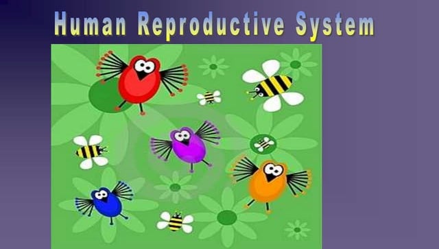 Human Reproduction For Kids