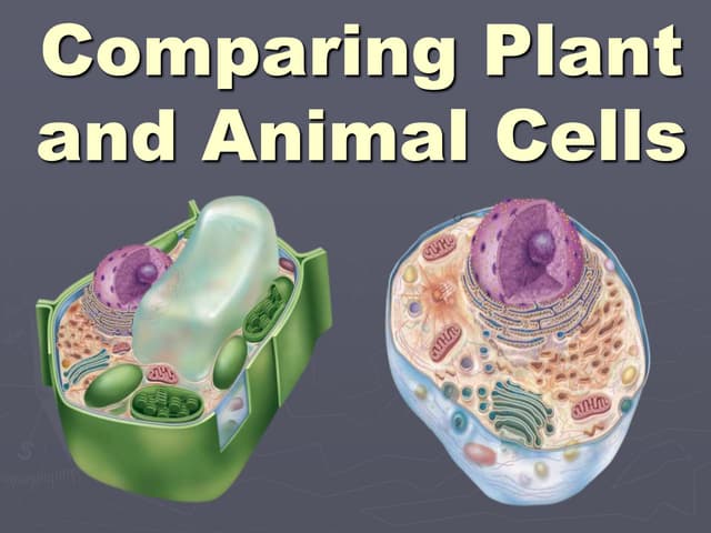 COMPARING PLANT CELL AND ANIMAL CELL (grade 7)ppt.pptx