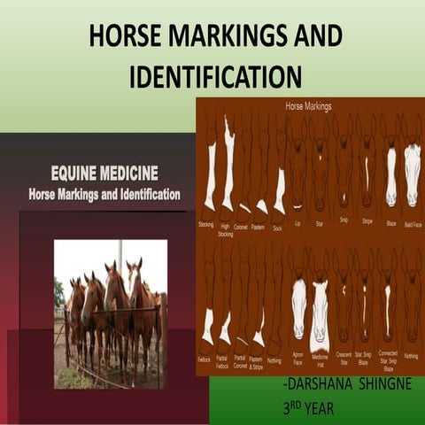 Horse Face Markings Chart