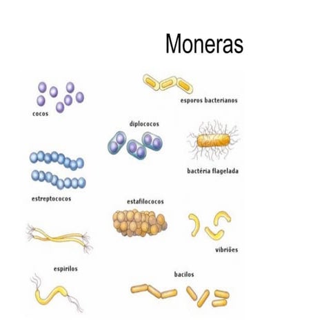 Móneras,protistas y hongos | PPT