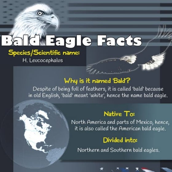 Bald eagles | PPTX | Birdwatching | Hobbies & Interests