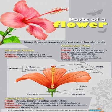 Parts of a Flower – Mocomi Kids | PDF
