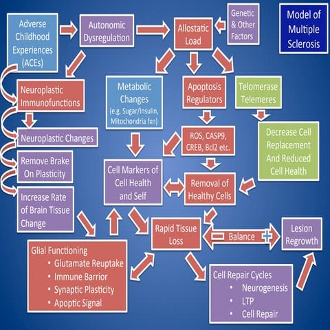 Model of Multiple Sclerosis | PPT