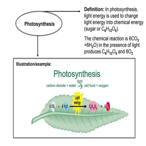 Model vocabulary book photosynthesis | PPTX
