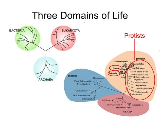 Prokaryotic DNA replication | PPTX