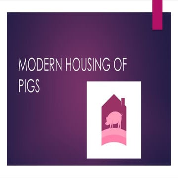 Piggery | PPTX