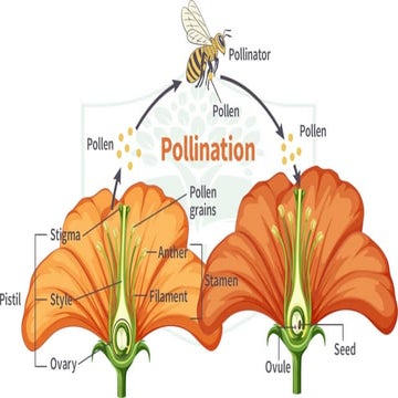 What are the Advantages and Disadvantages of Self Pollination and Cross Pollination? | PDF