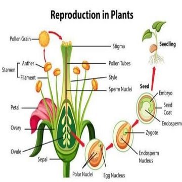APOGAMY & APOSPORY.pptx