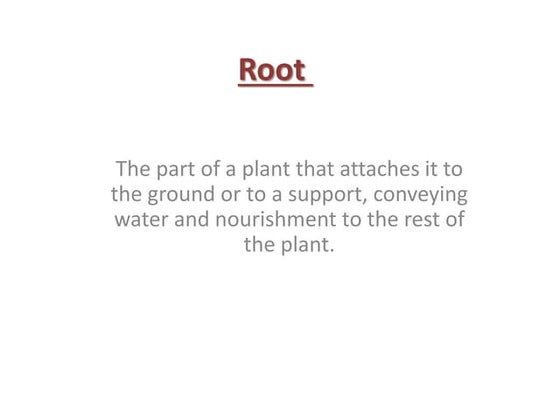 plant roots | PPT