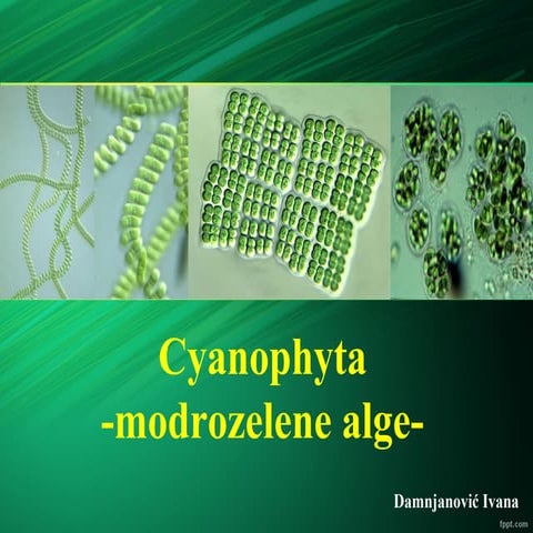Modrozelene alge | PPT