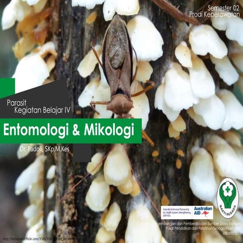 Entomologi dan Mikologi | PPTX