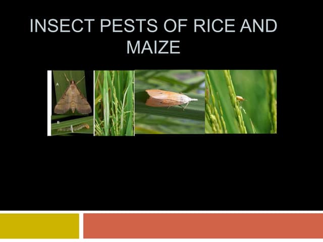 Insect pest of rice | PPTX