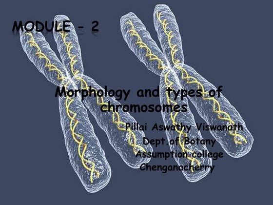 Chromosome Structure & Function | PPTX | Genetics | Science