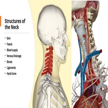 Module -2- Structure - Of the neck -pptt | PPT