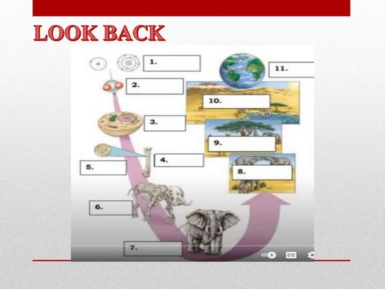Levels of organization | PPT
