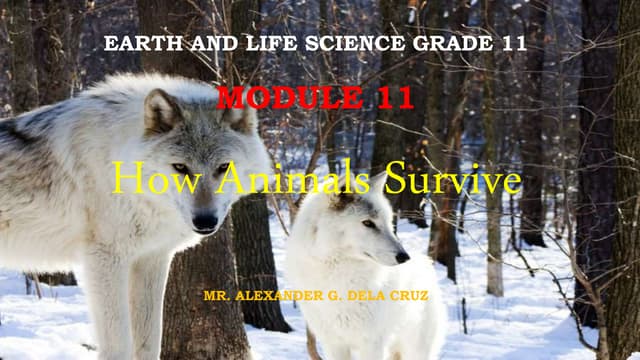 HOW ANIMALS SURVIVE.pptx