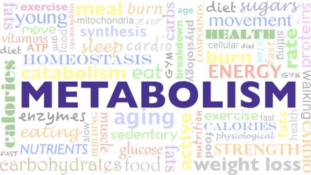 Introduction to metabolism | PPT